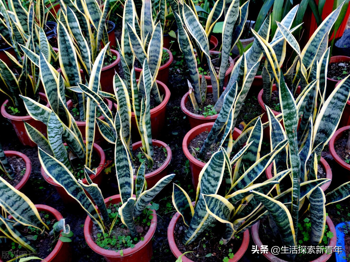 Do 3 points to make the tiger Pilan at home different, the leaves are ...