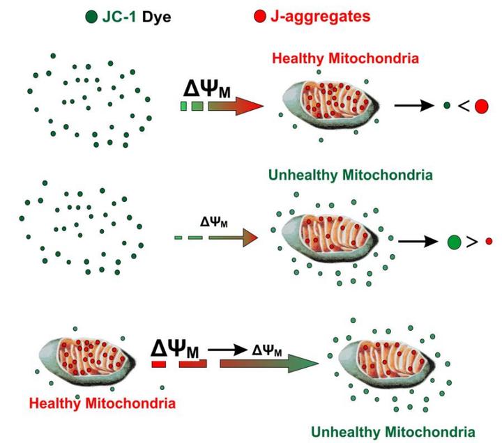 Mitochondrial membrane potential detection - iMedia