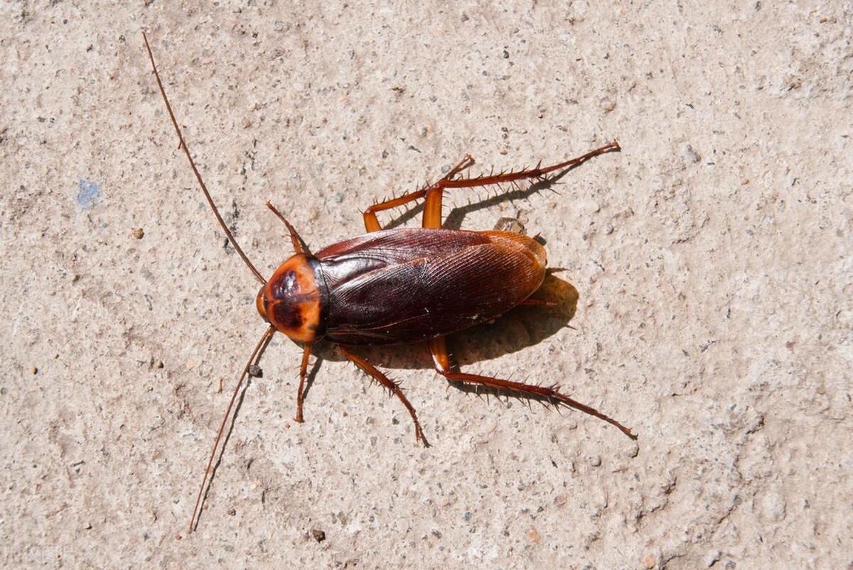 There are so many small cockroaches in the house, how to get rid of ...