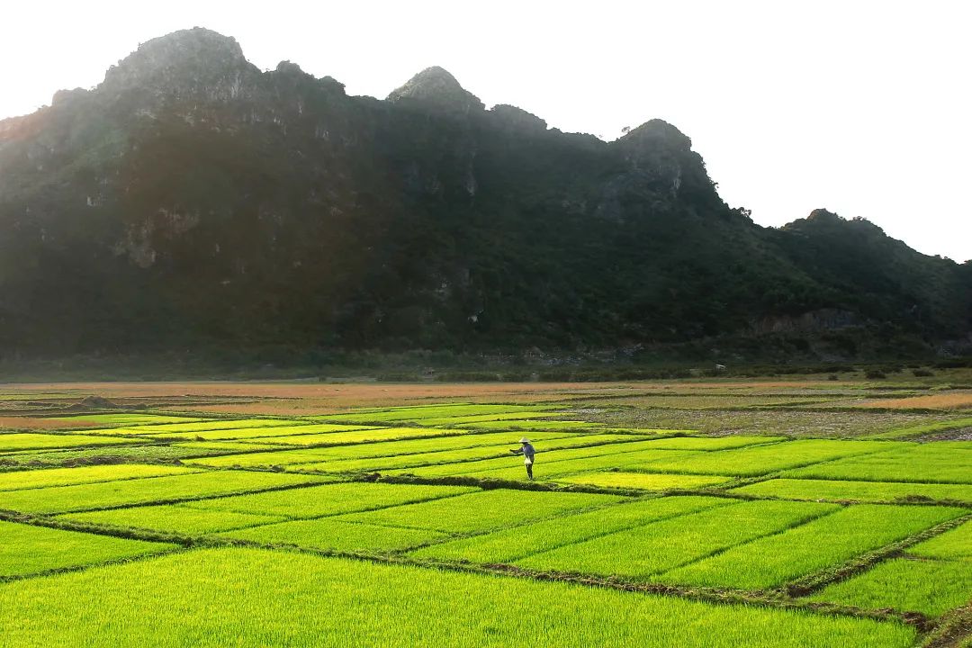 A bowl of Wuchang rice, forget the aroma of wine and meat - iNEWS