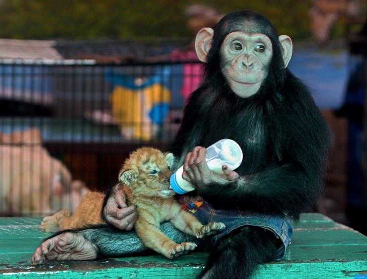 It doesn't make evolutionary sense for animals to adopt (xenogeneic ...