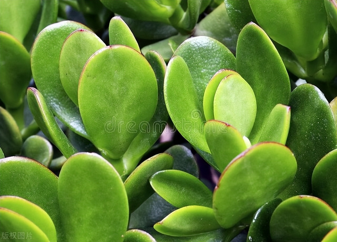 3 kinds of "longevity trees", no matter how poor you are, you should ...