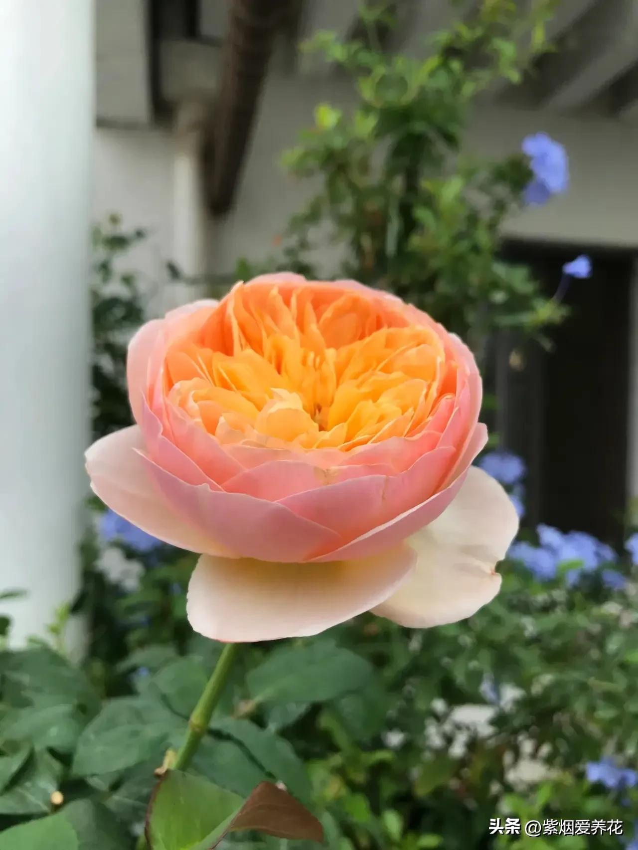 A classic rose for cut flowers, repeated flowering in multiple seasons ...