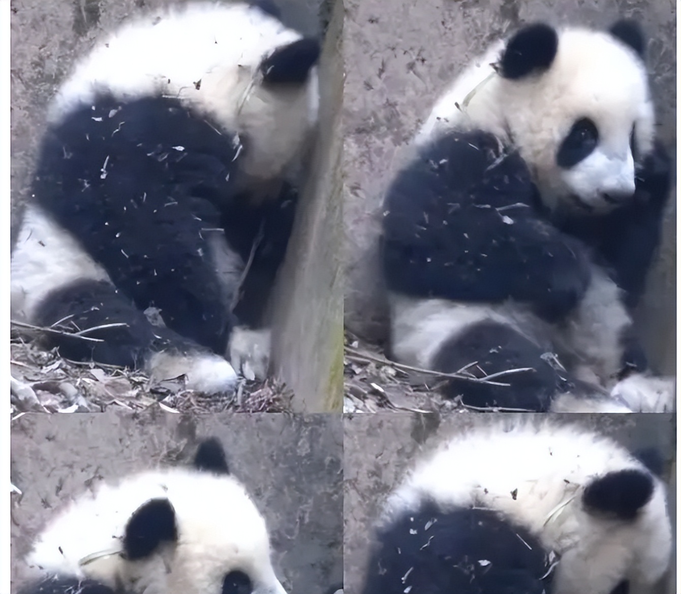 The base responded that the giant panda Fu Wan was splashed with water by tourists, and her ...