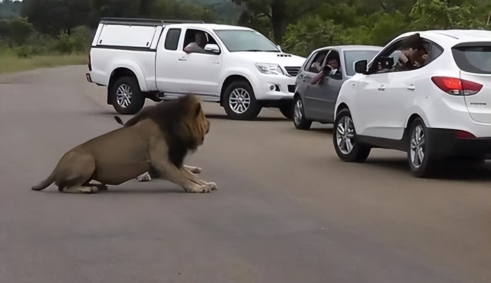 Why don't lions attack humans in cars? Uncover the reason - iNEWS
