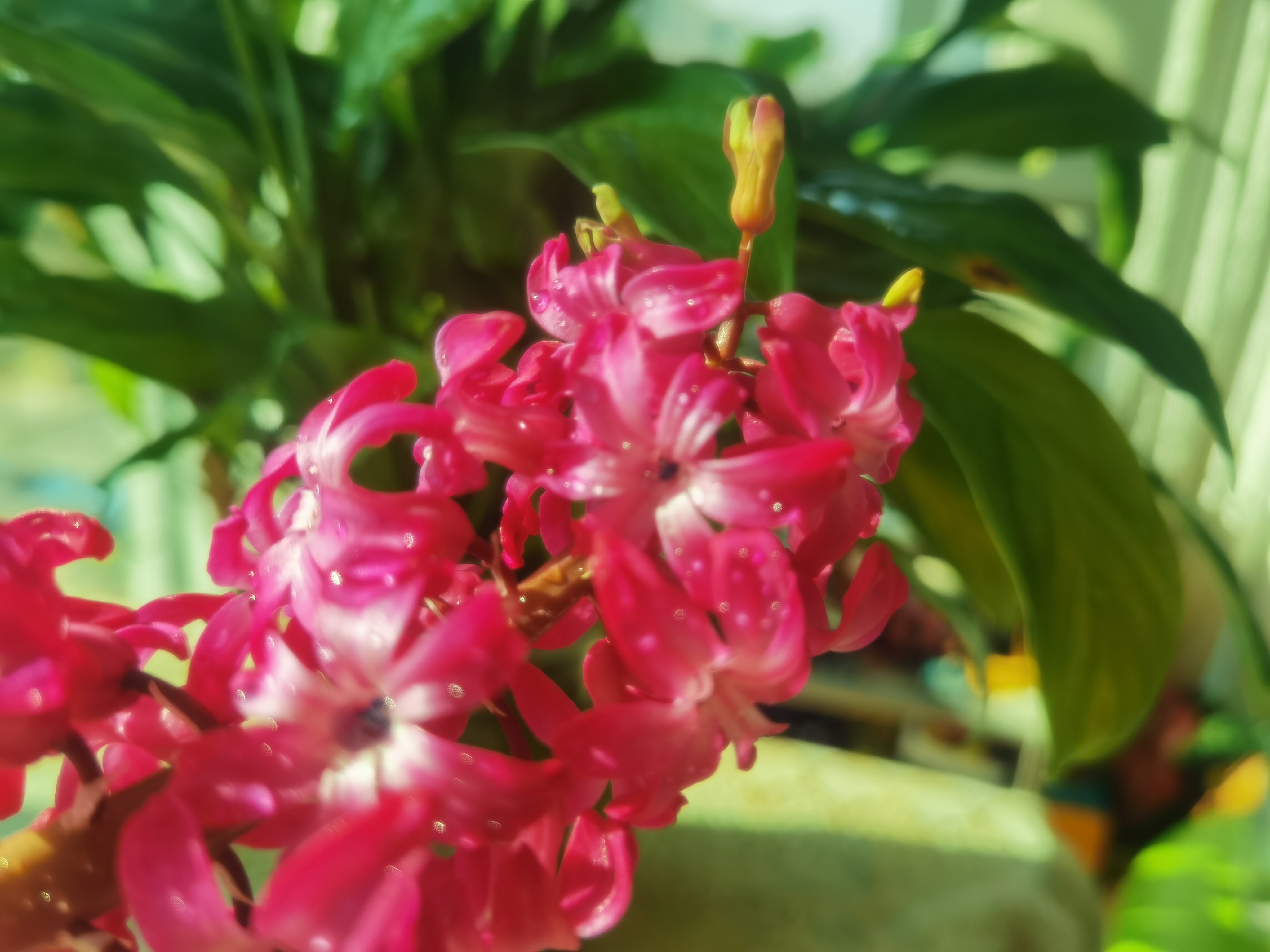 The cold poems of the cold are rhymed, and the feet are chasing spring ...