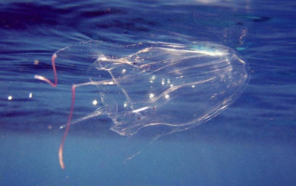 Dangerous sea animals 'known as one of the world's most poisonous sea ...