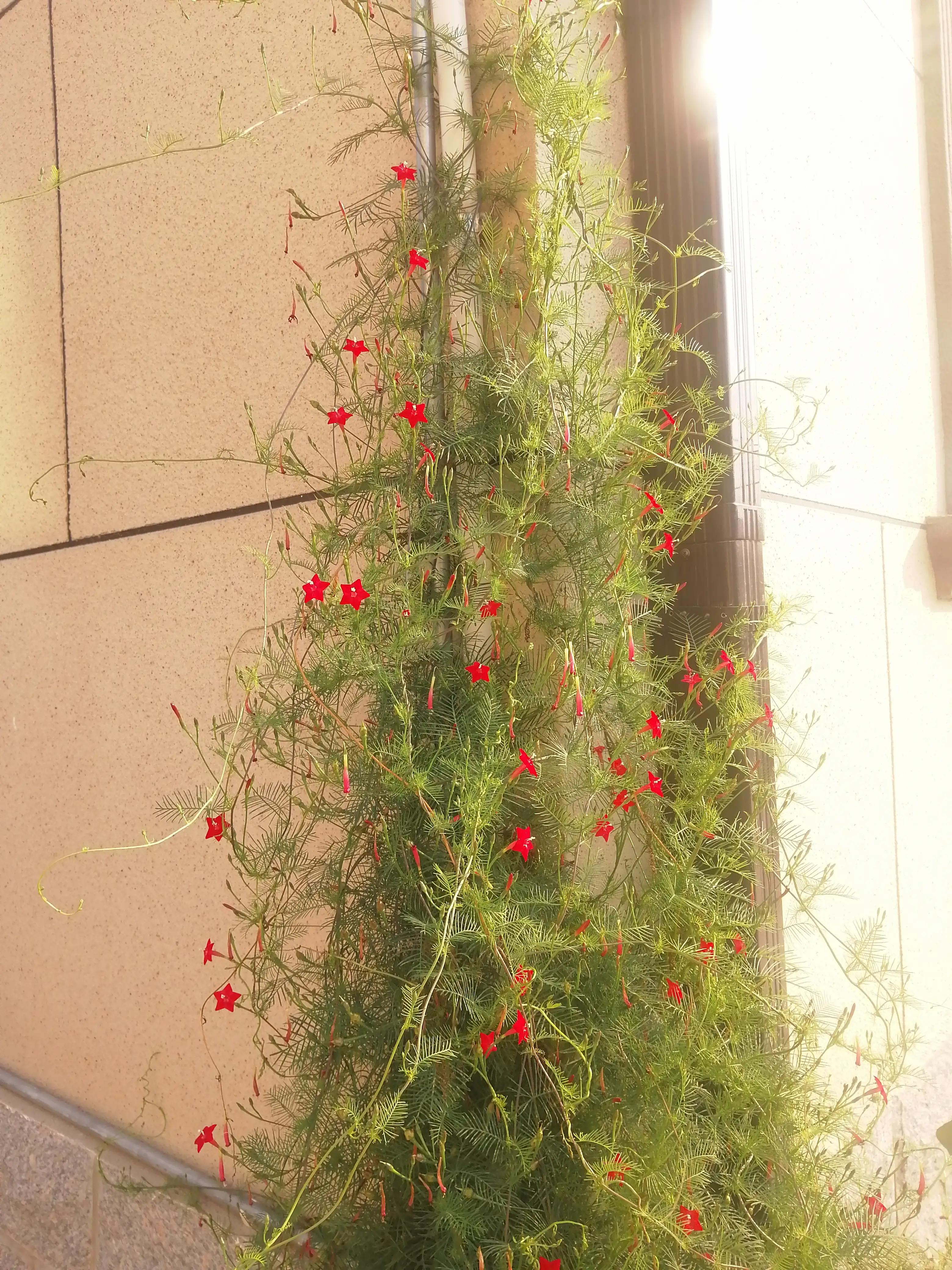 The most beautiful but five-star flower - iNEWS