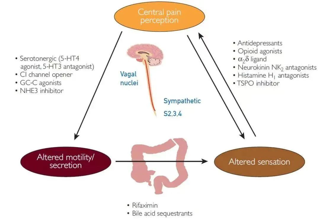 Talking about the knowledge of "intestine", pull it after eating, it is ...