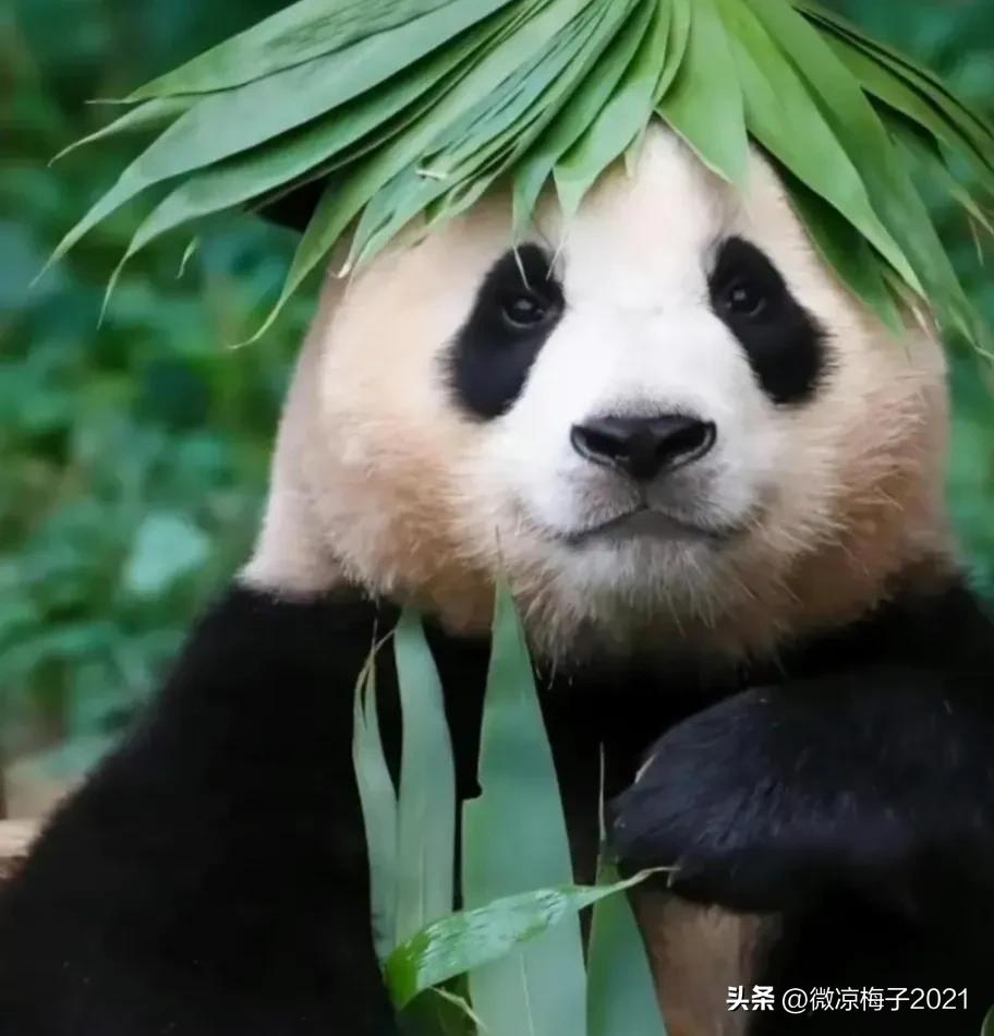 Panda Fubao, the baby in the palm of your hand - iMedia