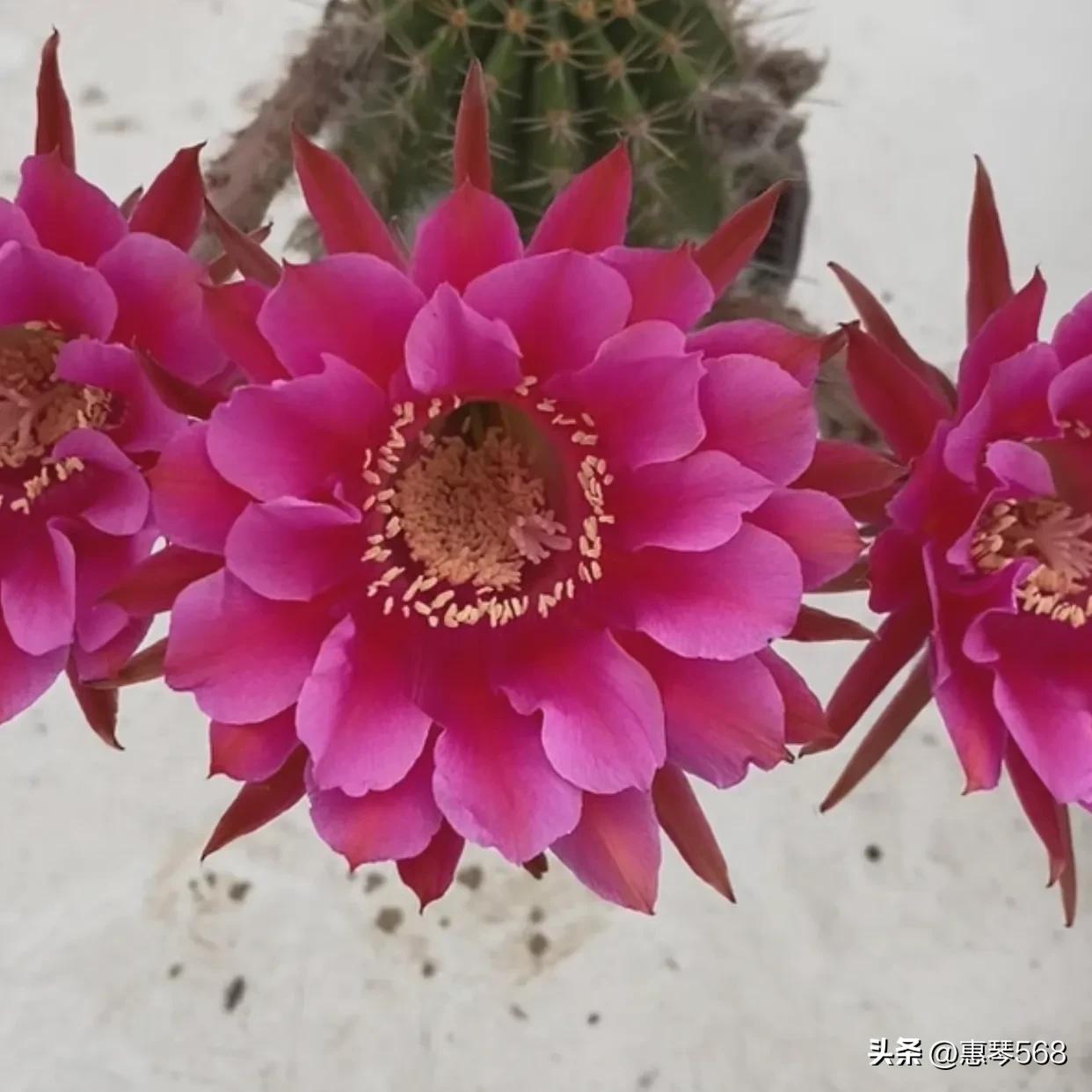 Colorful grass cactus - iNEWS