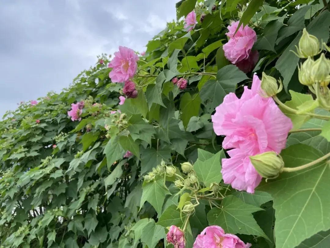 Rongcheng---Hibiscus blossoms - iNEWS