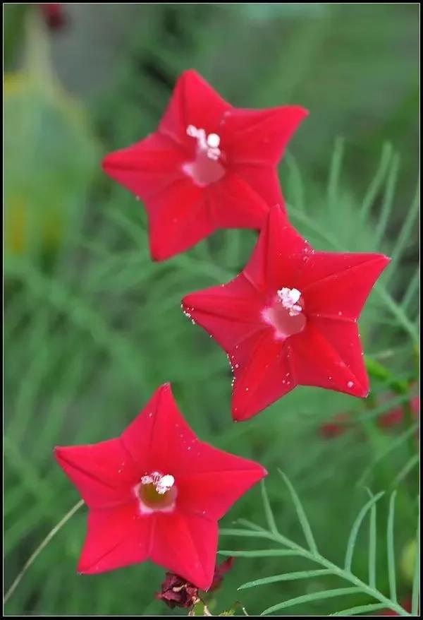 Share beautiful photos: especially beautiful little five-star - iNEWS