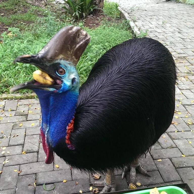 Known as the most aggressive bird in the world - iNEWS