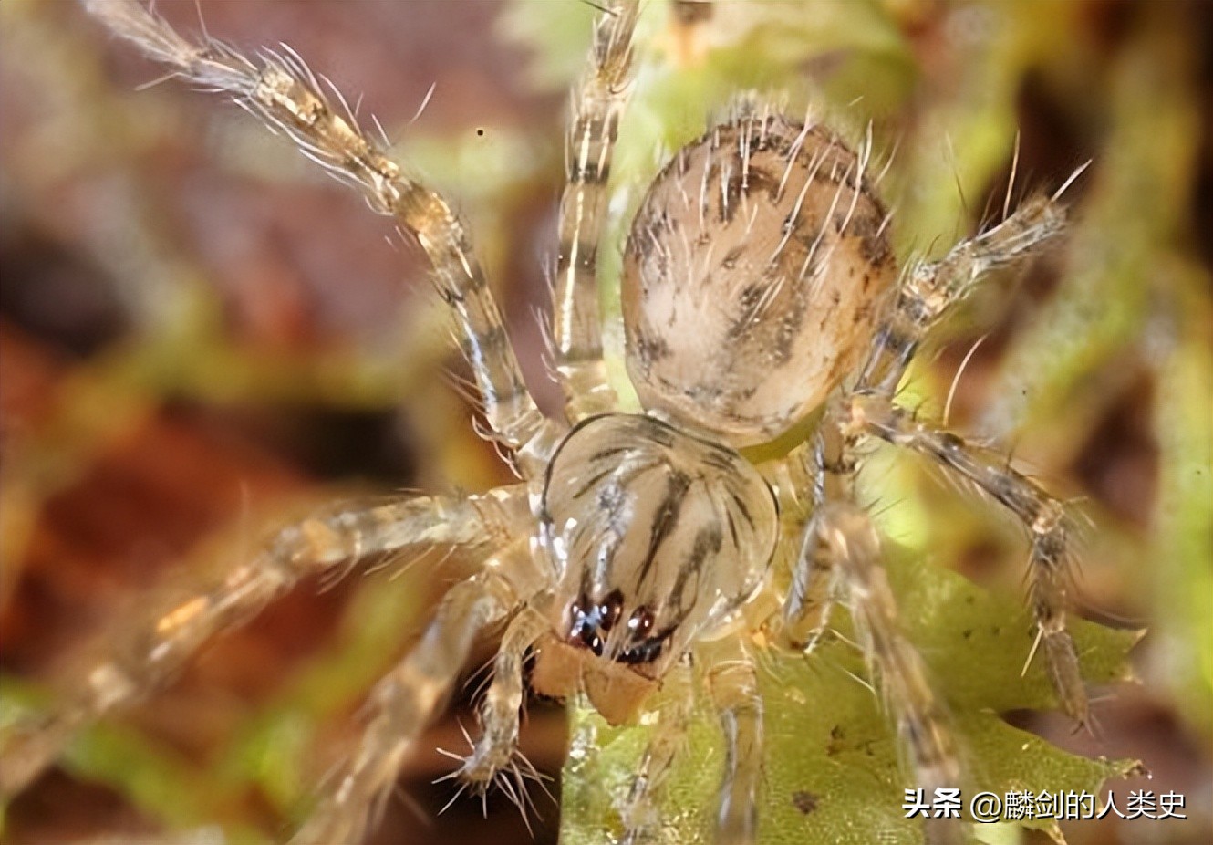 "The whole series of animal kingdom"Araneae—Neoarachnea (Part 2 ...