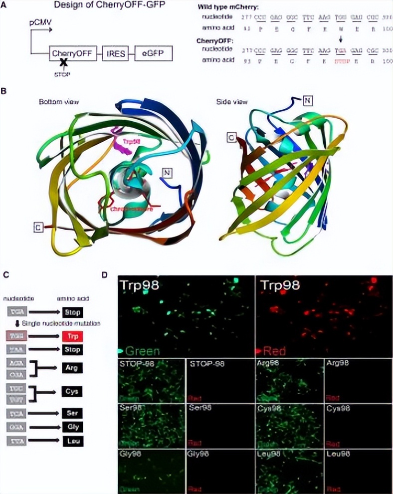 A Rapid and Precise Mutation-Activated Fluorescent Reporter for ...