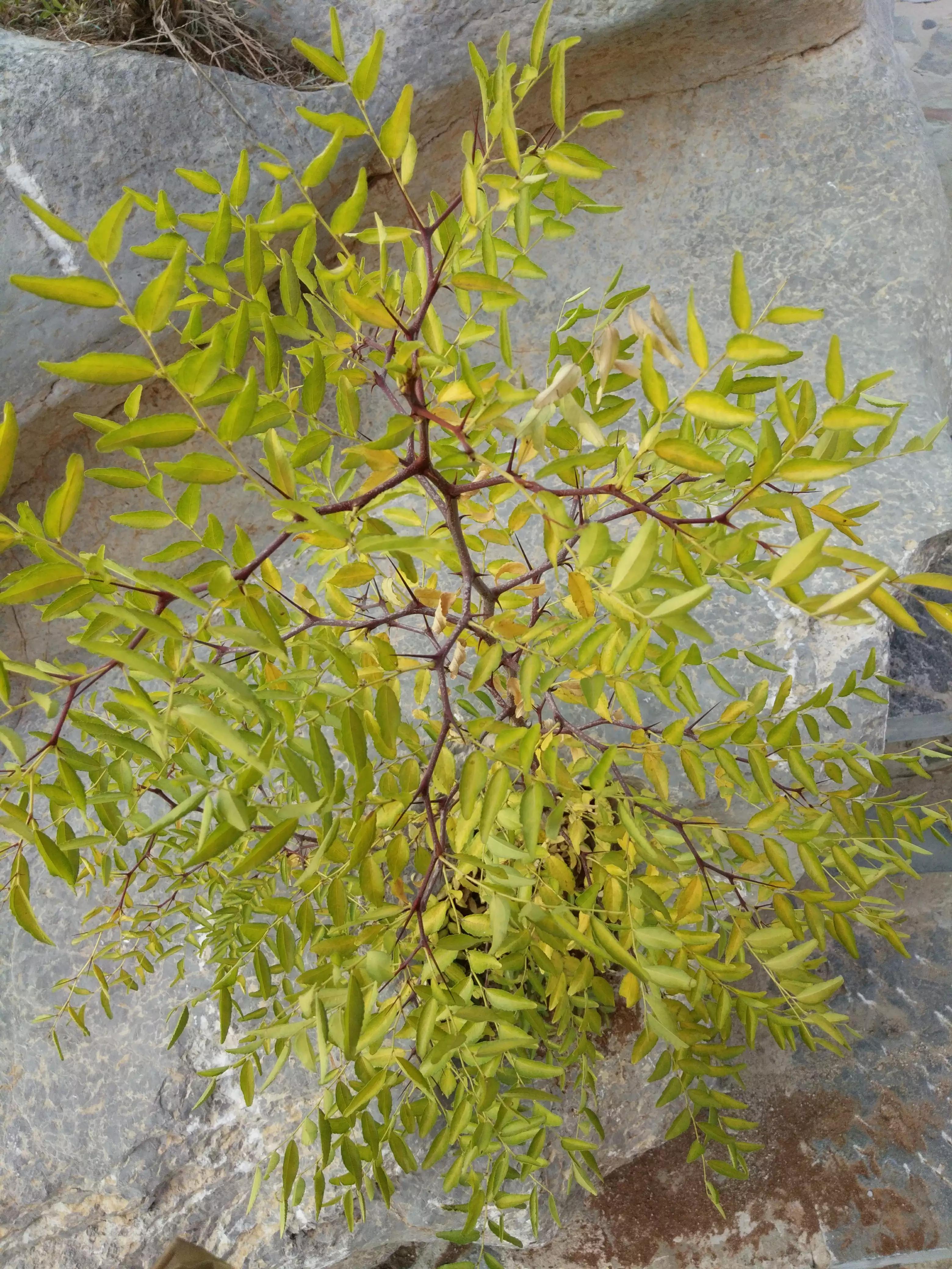 It's amazing how tenacious these plants are - iNEWS