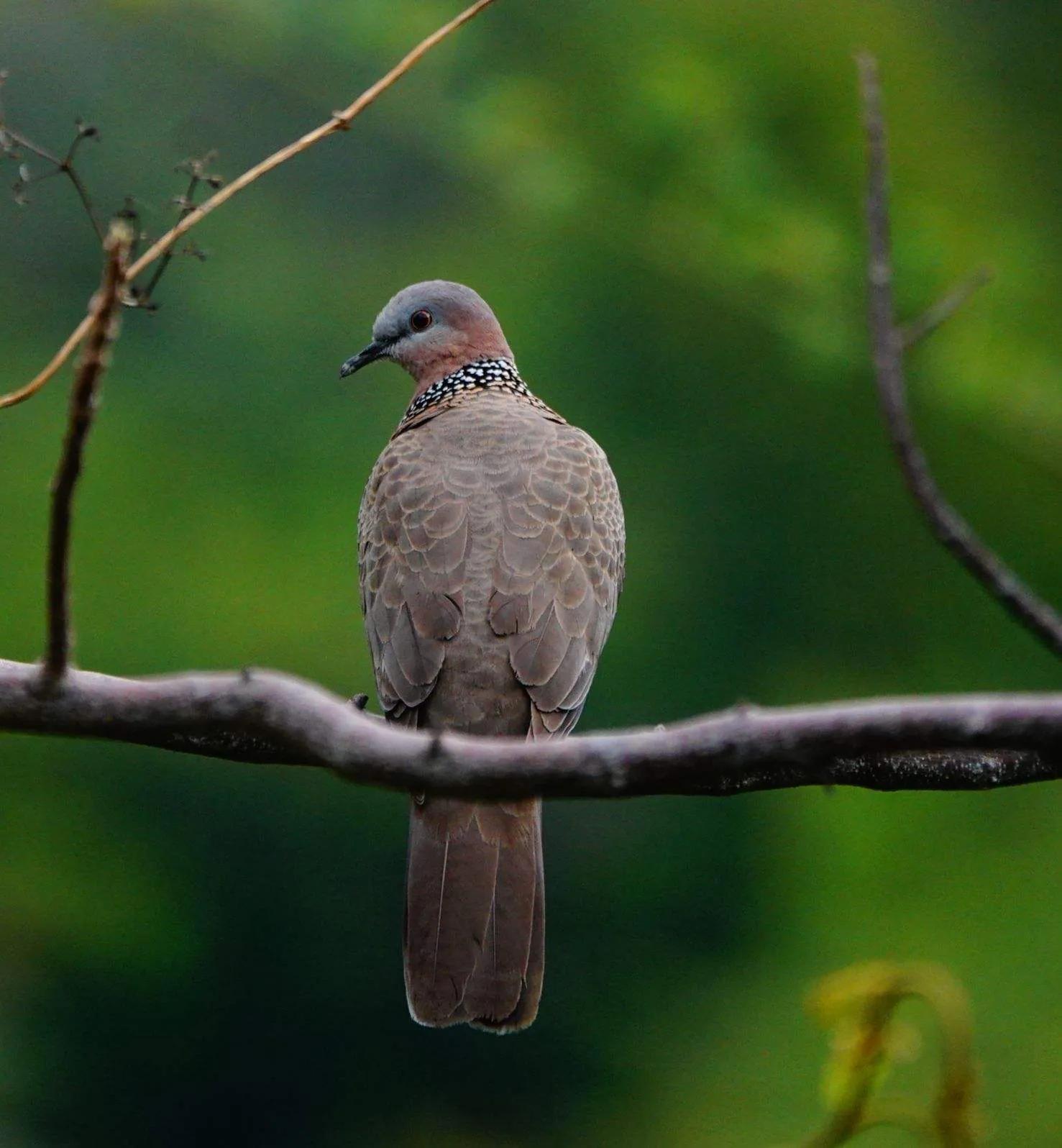 what kind of birds are there in the south - iNEWS