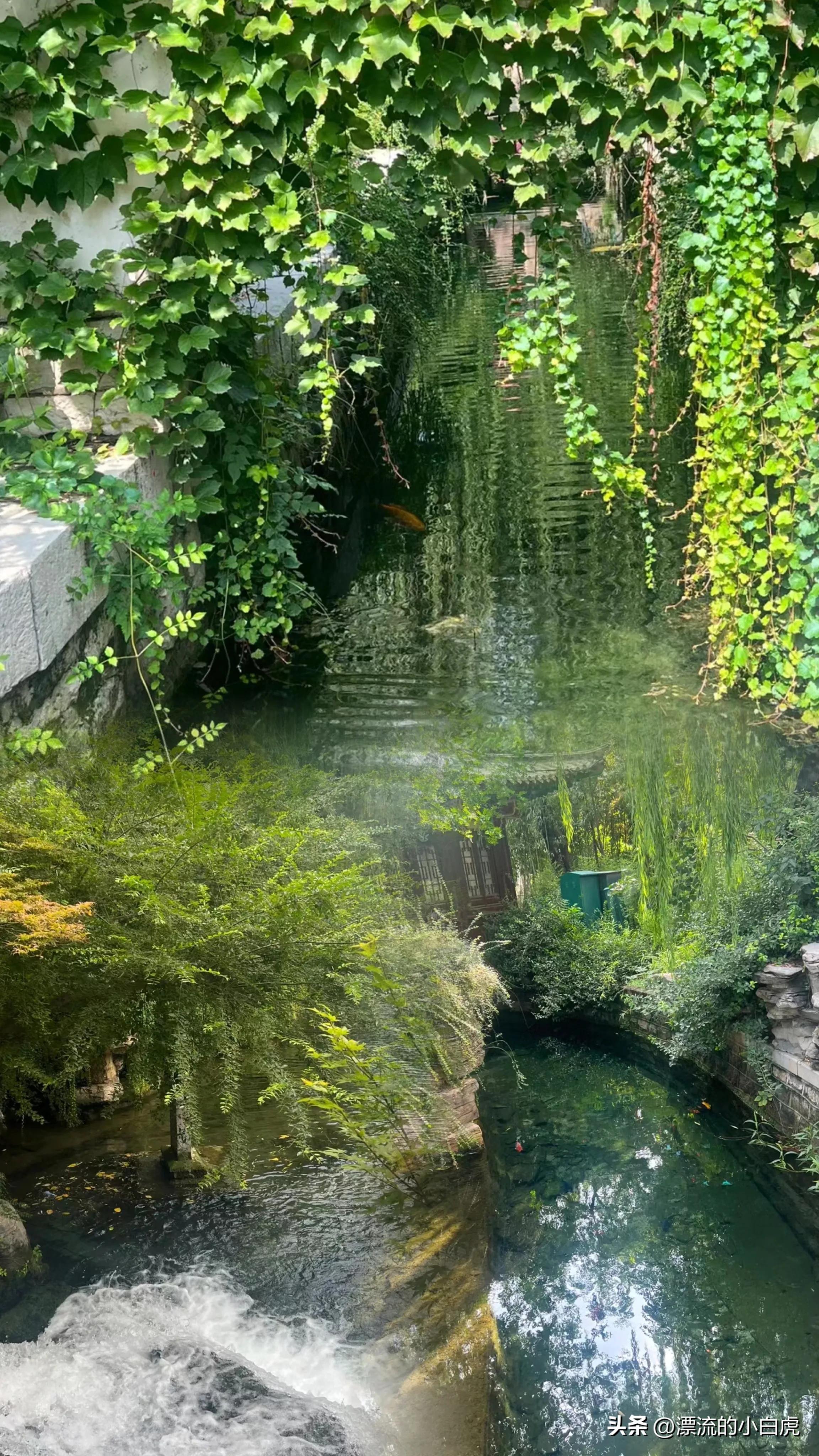 Traveling with textbooks, Baotu Spring described by Lao She - iNEWS