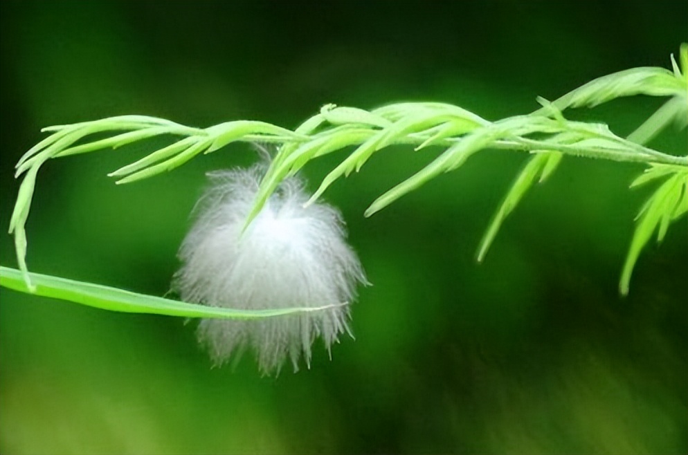 Zen Story: Yongjia Xuanjue, the sixth patriarch Huineng, why is he ...