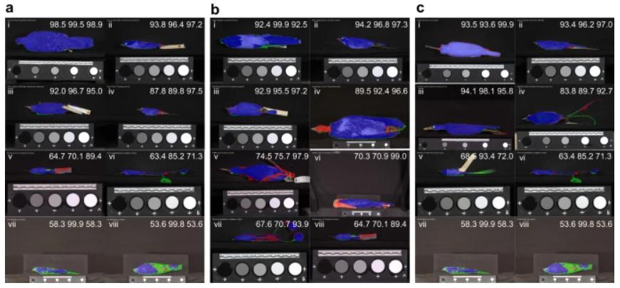 Deep learning image segmentation reveals patterns in parrot UV ...