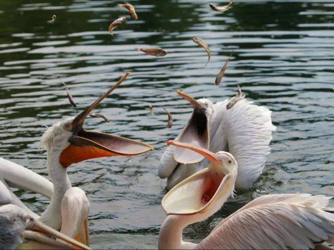 A Brief History of Japanese Comics 1: From Toba Monk Zheng to Kitazawa ...