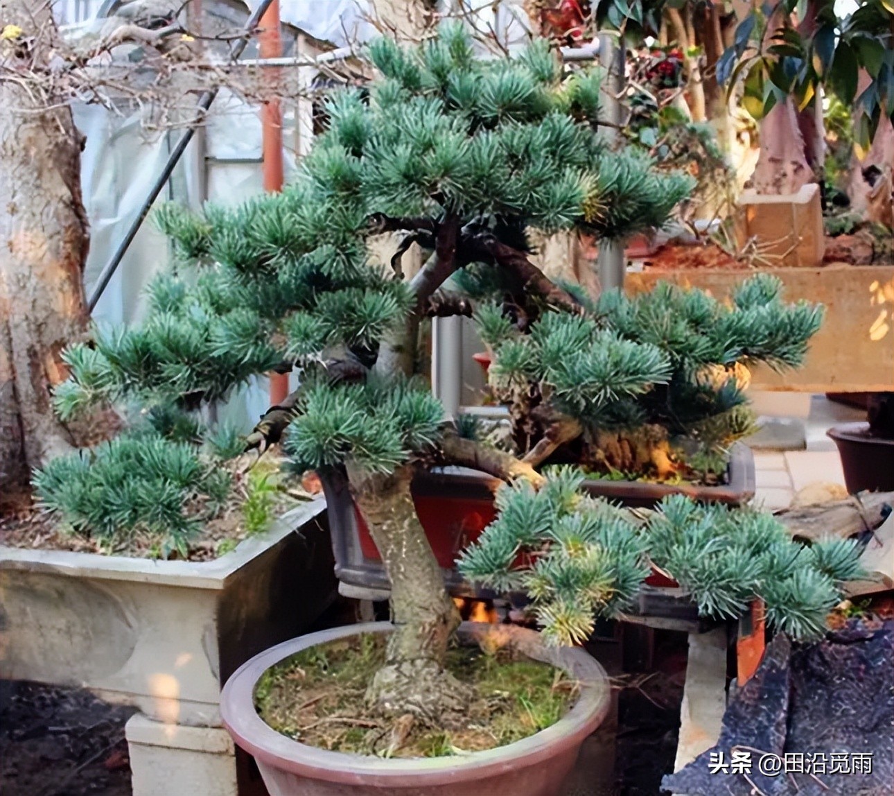 Newbies to bonsai make five-needle pine bonsai, master these points ...