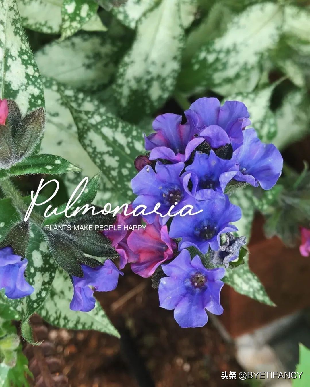 Pulmonia mosaic, a flower border plant that can survive winter in the ...
