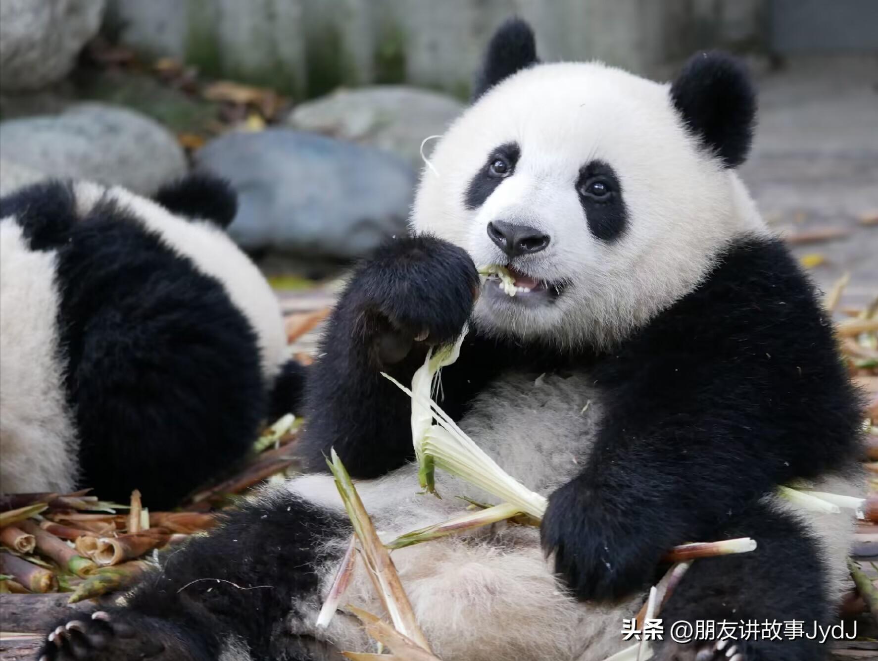 Cute giant panda——Xiao Xin, the pumpkin princess of the panda class ...