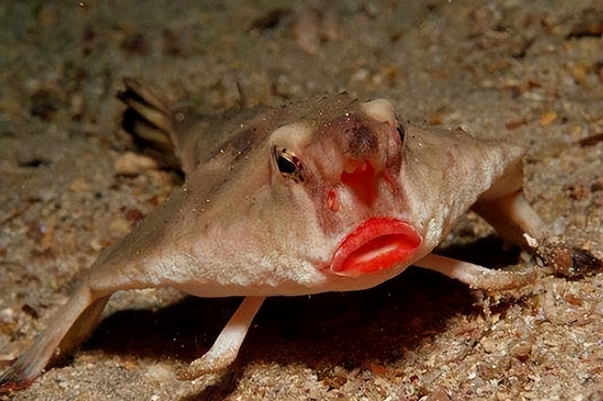 10 ugliest fish in the world - iNEWS
