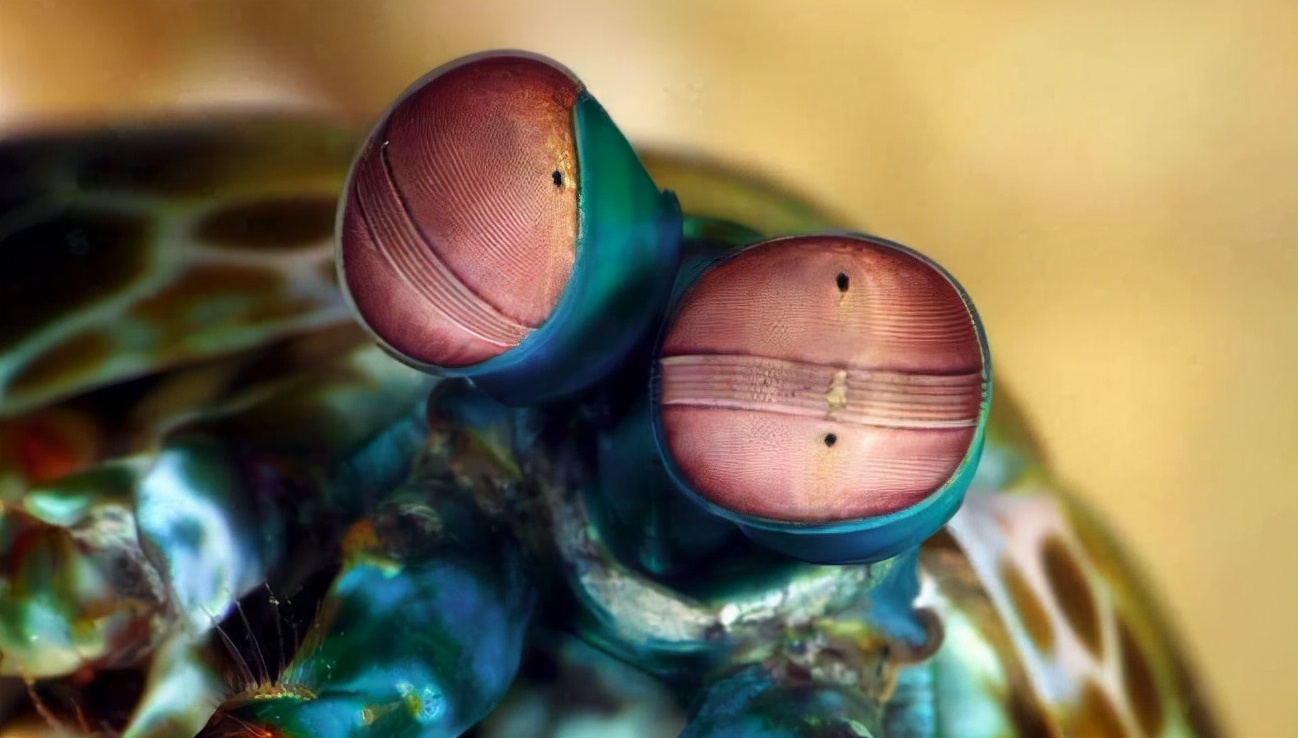 Are Pippi Shrimp really alien creatures? - iNEWS