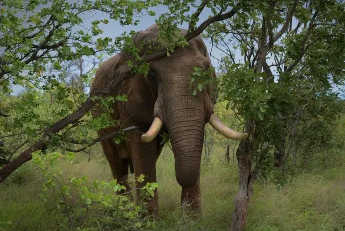 Elephants have more trunks than human muscles. How did they evolve this ...