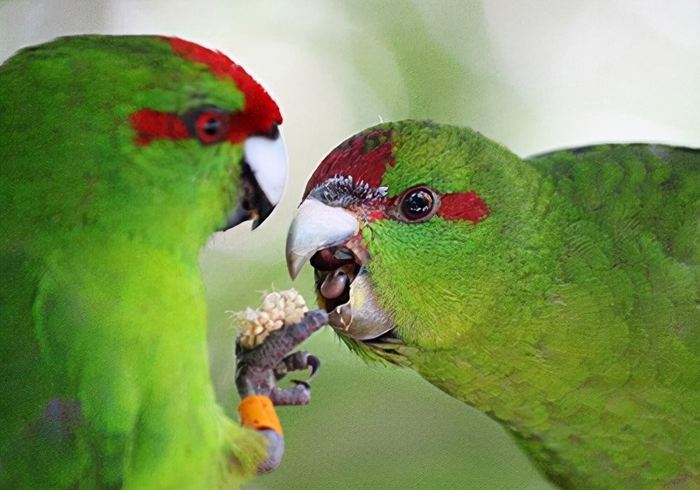 How does an injured bird's beak repair itself? - iNEWS
