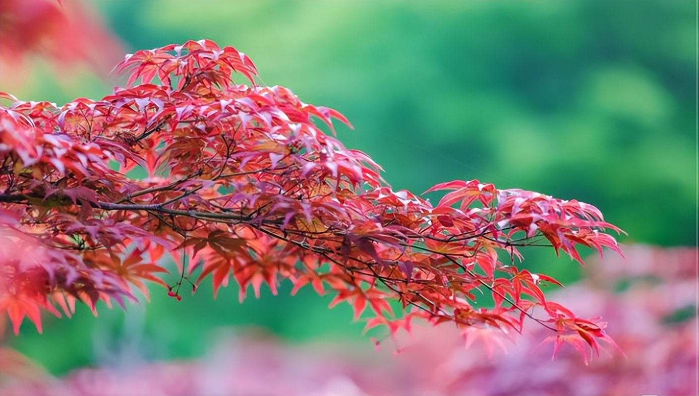 Maple Leaf Viewing in Forest Park - iNEWS