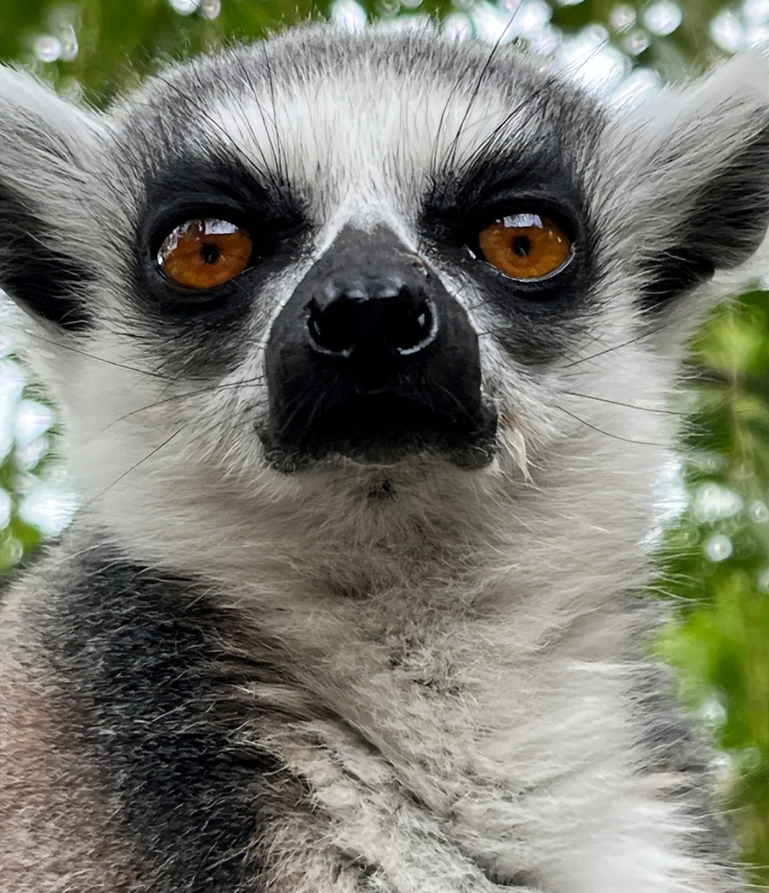 Reproductive ecology and population dynamics of ring-tailed lemurs in ...