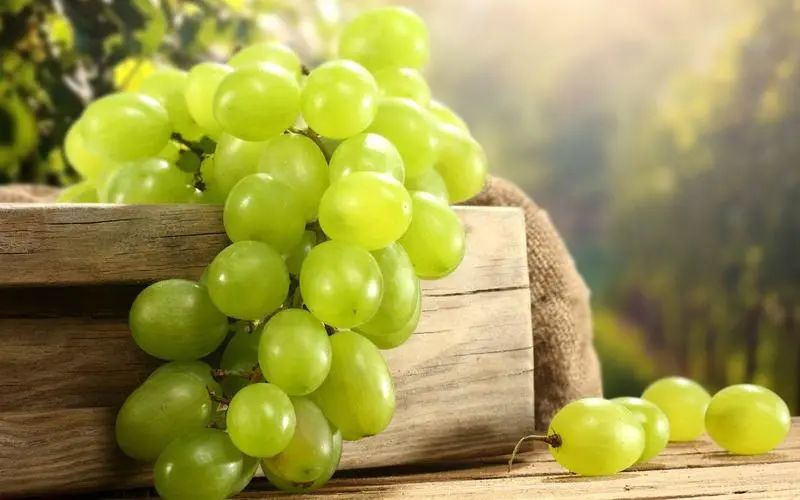 [The Magic of Sweet Grapes] 20 Grape Heartfelt Copywriting - iNEWS