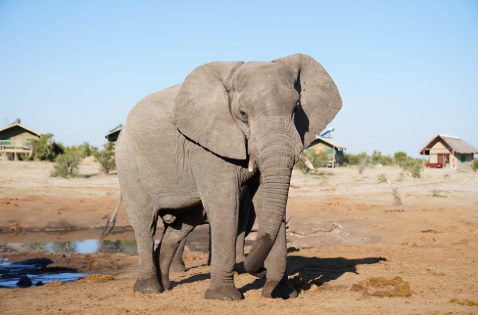 What is the reason for the tight social structure of African elephants ...