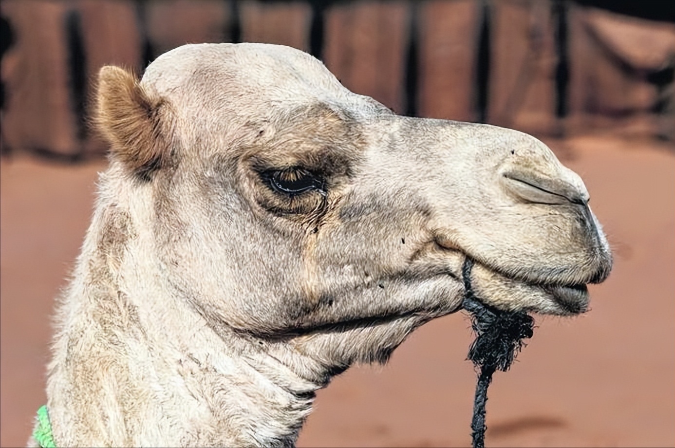 "The Crying Camel": A family of nine with four generations under the same roof, the most ...