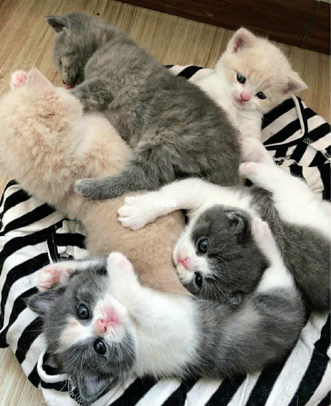 When buying a cat, it is best not to say these words, otherwise it will ...