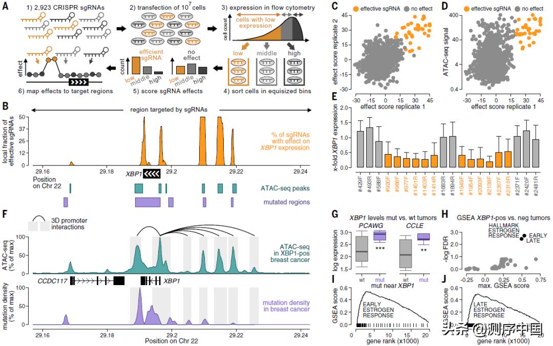 Science releases somatic noncoding mutation map covering 19 cancer ...