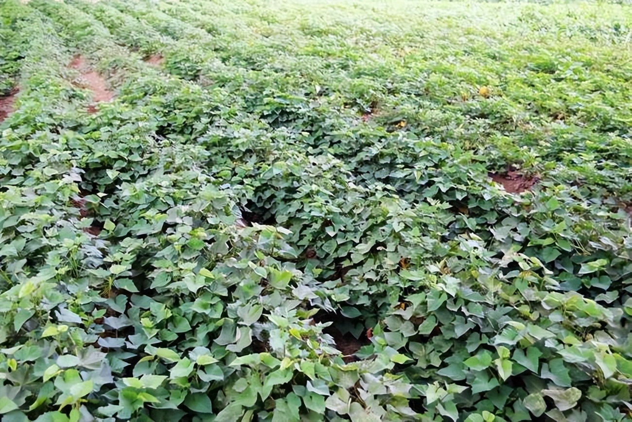 The plant that rewrote Chinese history: an ordinary sweet potato vine ...