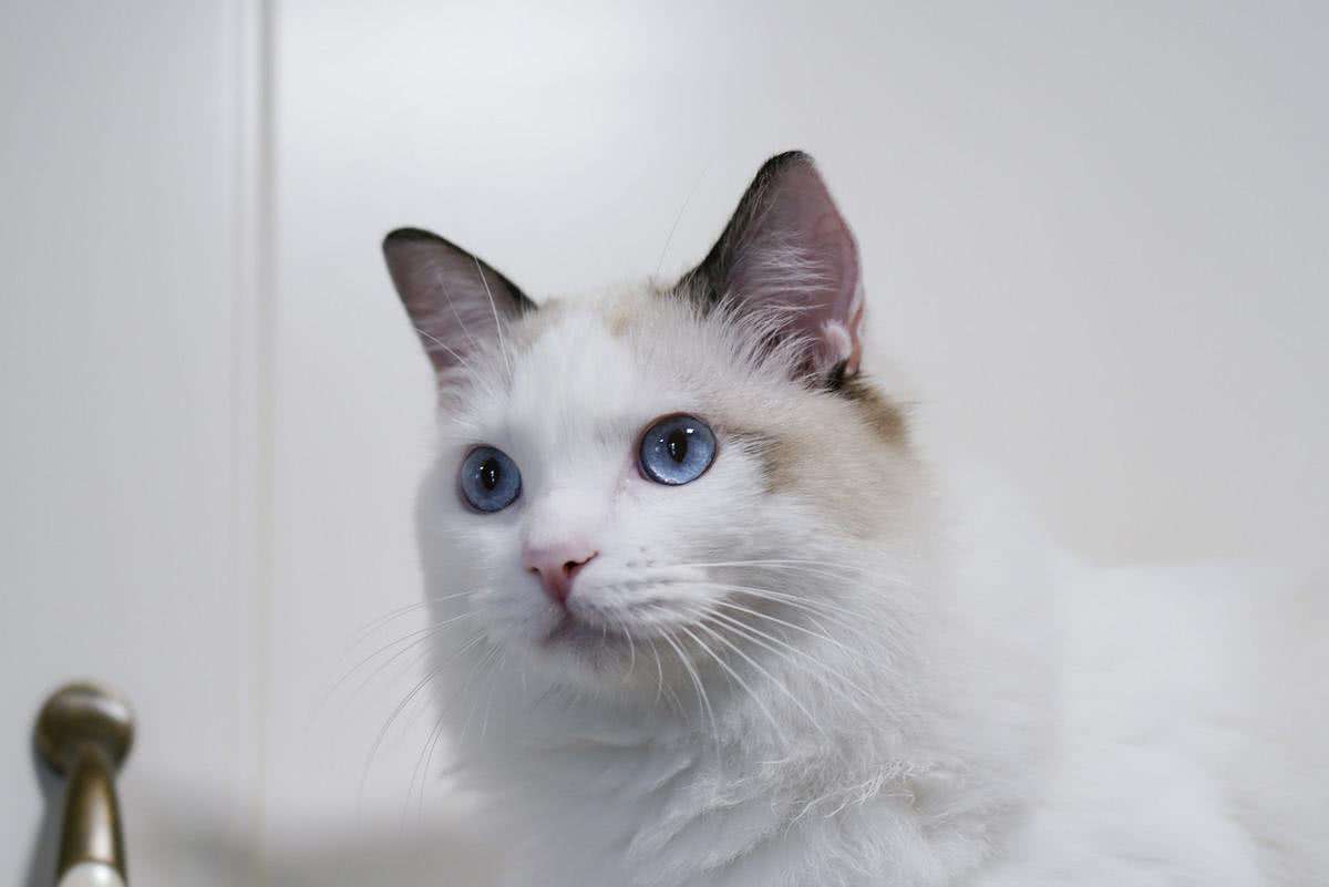 Why is it still infected with cat plague after being vaccinated?There ...