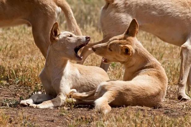 East Asian wild dogs "invade" Australia, the number exceeds 3 million ...