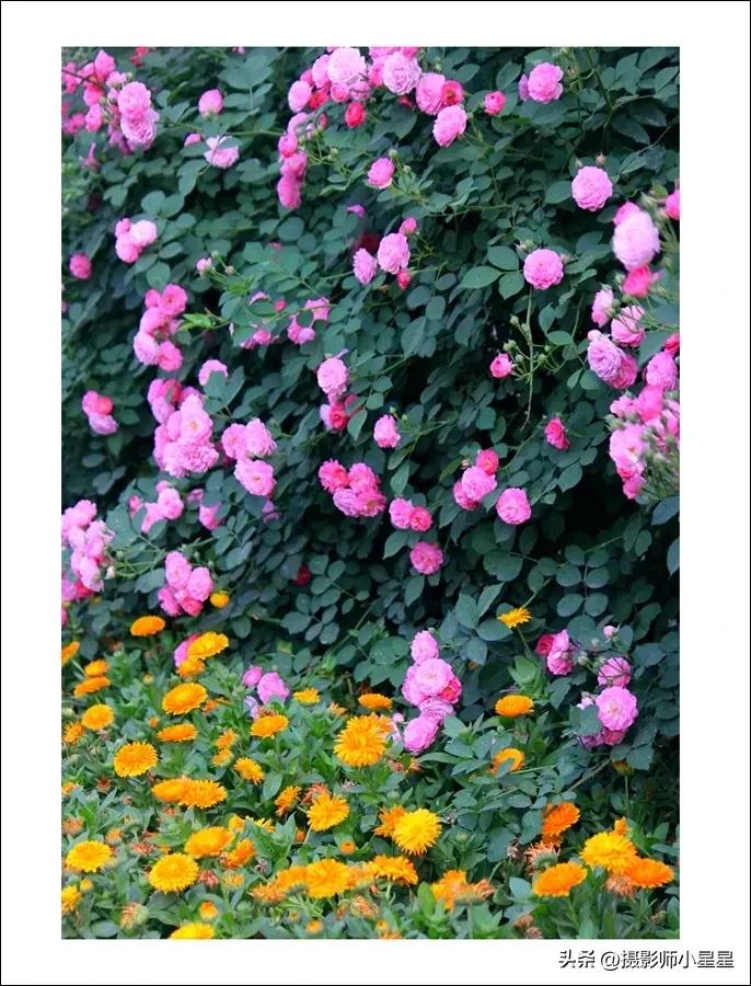 April Flower God Rose: Why is Rose the April Flower God? How should we ...