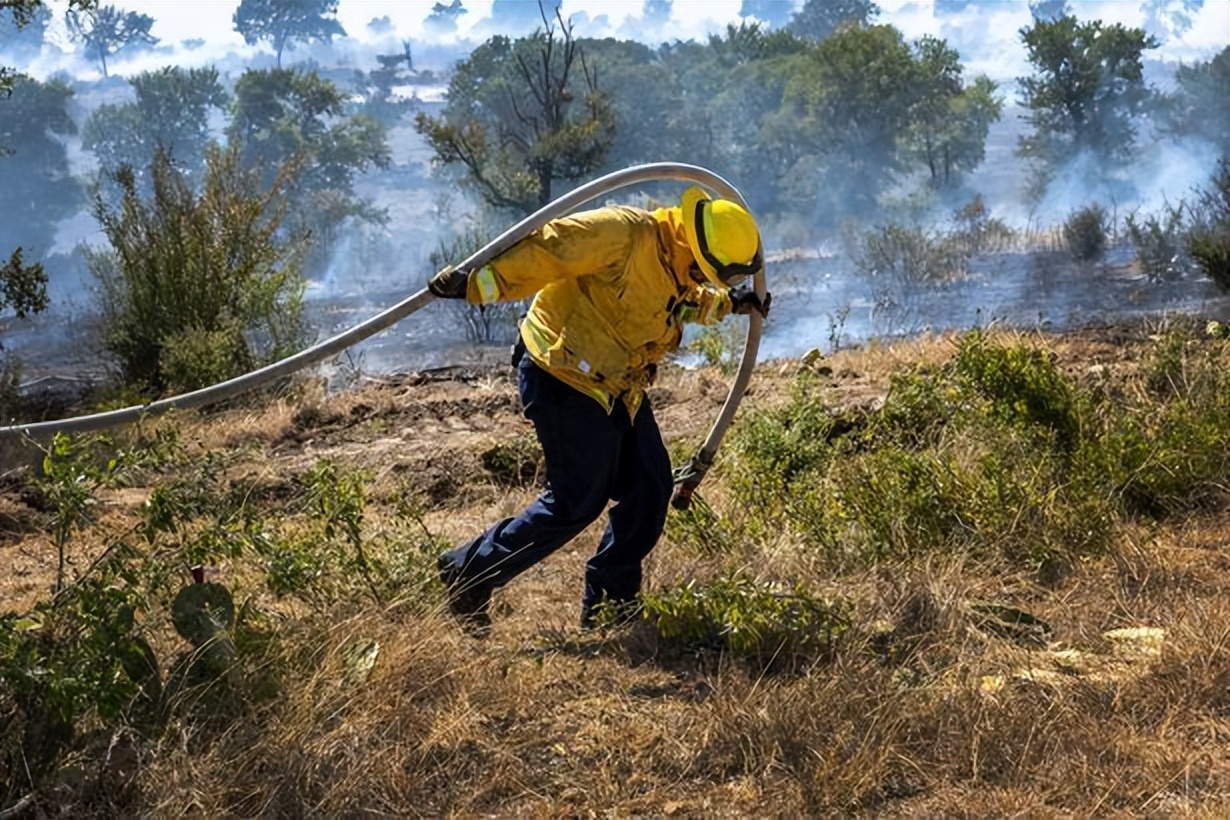 The 200-year-old tree in the United States has "exploded" under the ...