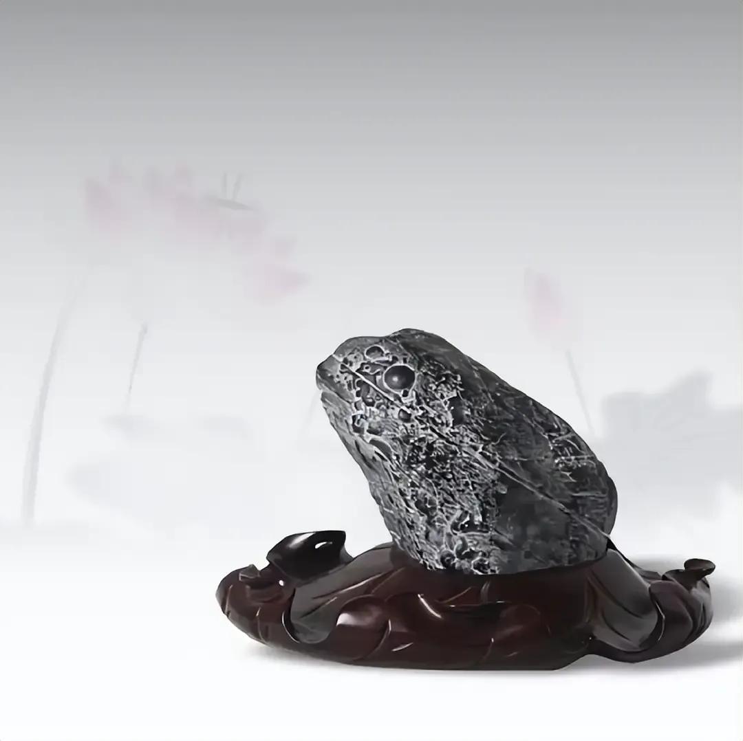 Frogs One Piece Picture 39 - iNEWS