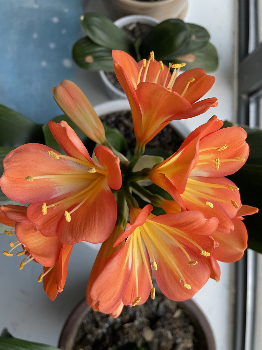 Want to raise "Clivia" with an "artistic sense"? You must learn to "cut ...
