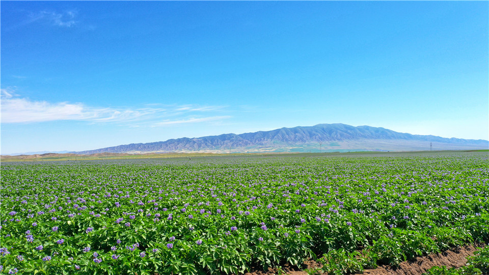 Shandan Racecourse's fertile fields are picturesque - iNEWS