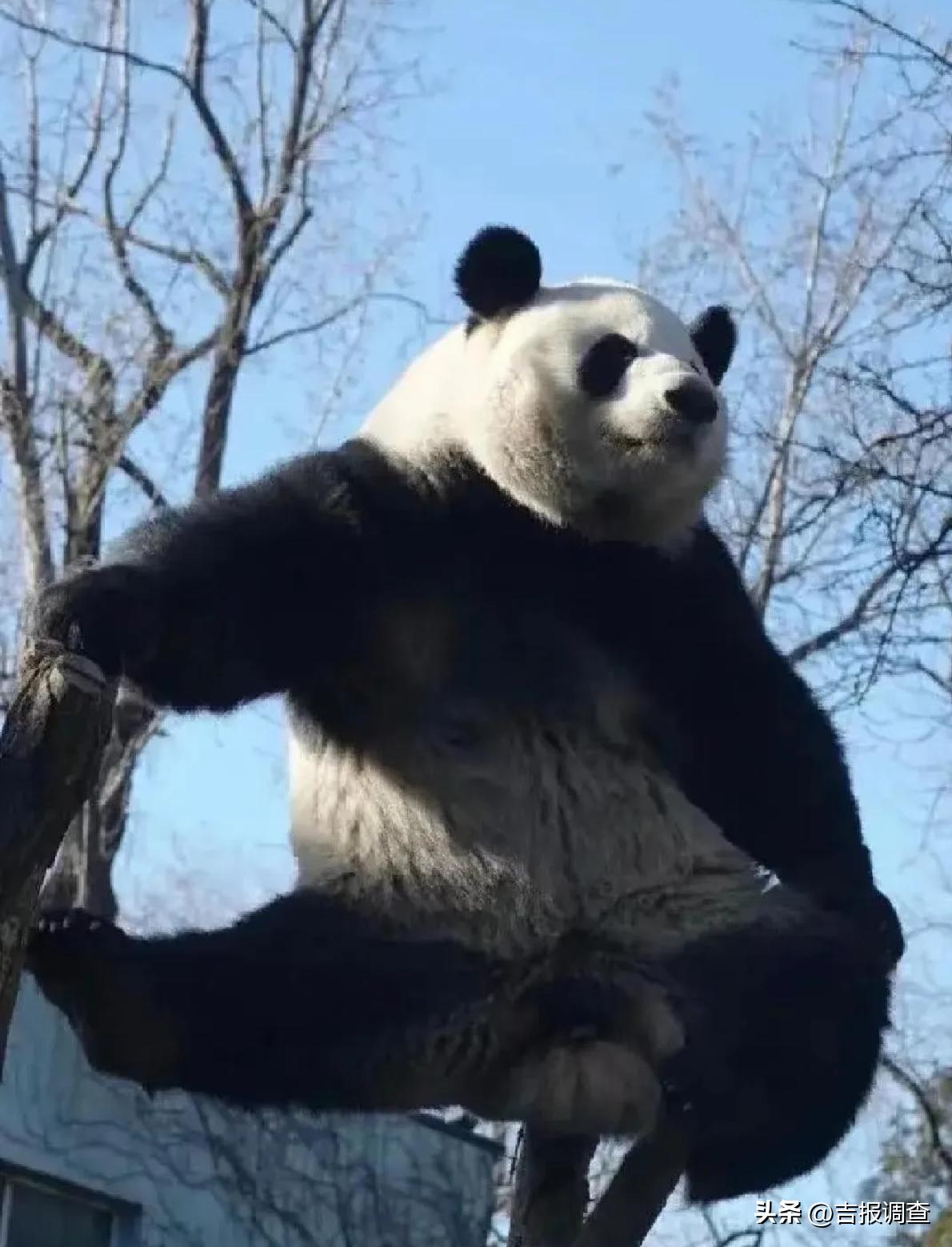 In the world of light and shadow, those cute things about "two-legged ...