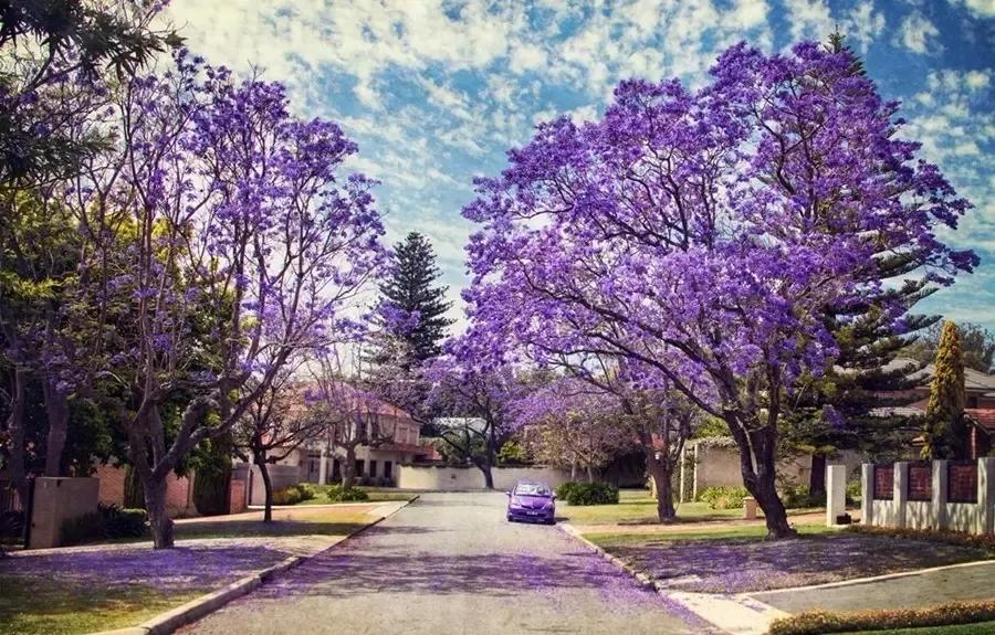 Jacaranda in bloom - iMedia